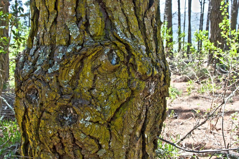 Tree trunk stock image. Image of rough, moss, bark, trunk - 21953953