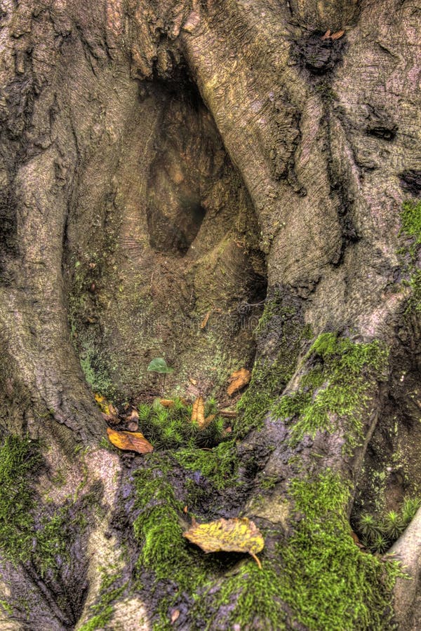 Tree trunk stock photo. Image of natural, bark, nature - 4567304