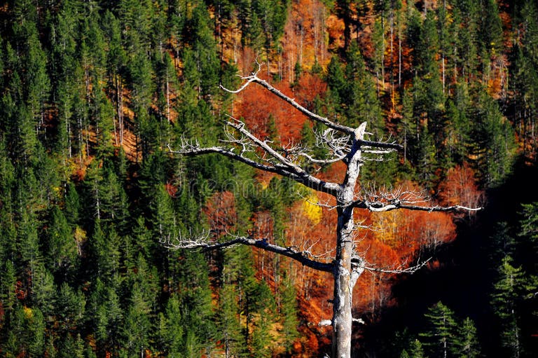 196 Tree Topology Stock Photos - Free & Royalty-Free Stock Photos from ...