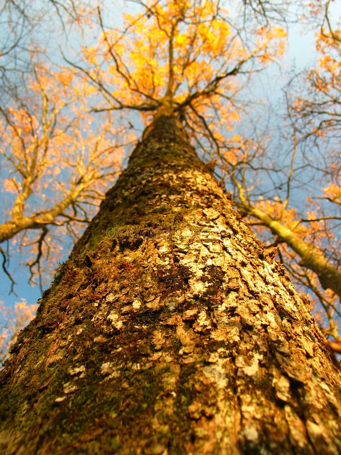 Tree Trunk stock photo. Image of daylight, leaf, autumn - 358326