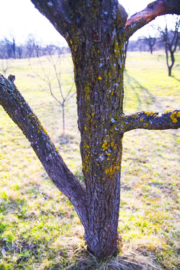Tree trunk stock image. Image of outdoor, detailing, limbs - 5171537