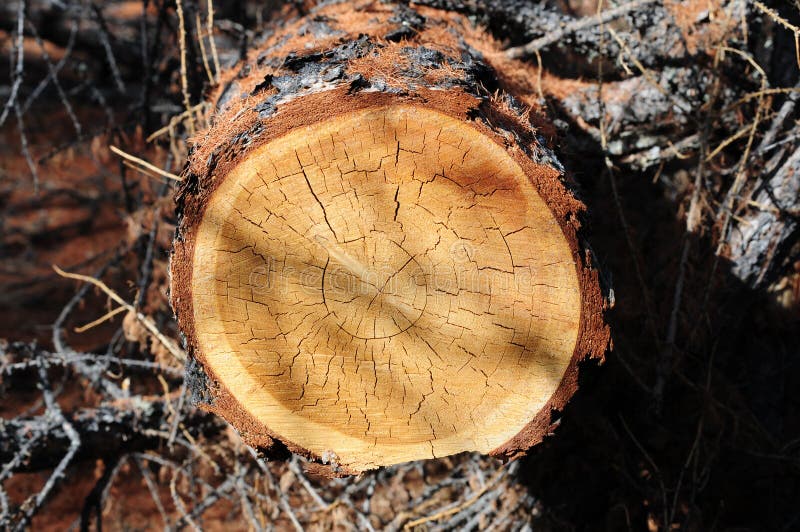 Tree trunk stock photo. Image of natural, environment - 5377422