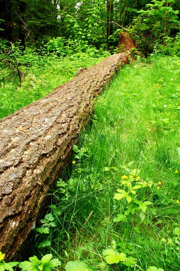 35,947 Fallen Tree Trunk Stock Photos - Free & Royalty-Free Stock ...