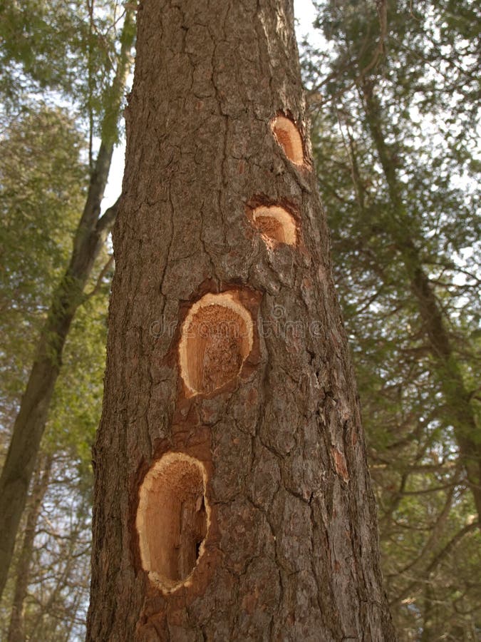 Tree Trunk stock photo. Image of flora, nature, branches - 6697186