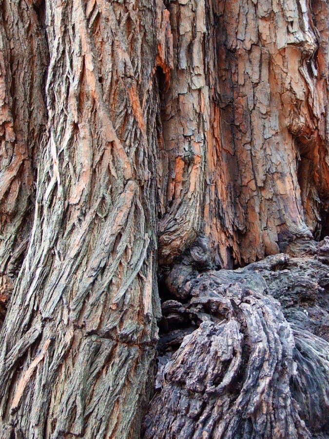 Tree Trunk stock photo. Image of nature, miscellaneous, base - 80198