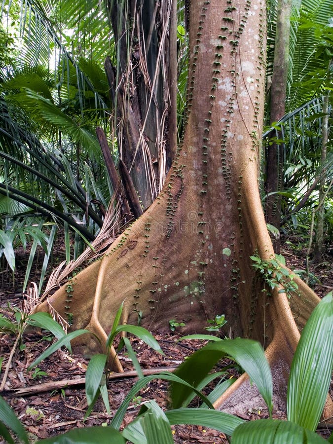 Tree trunk stock photo. Image of forest, destination, jungle - 9185050