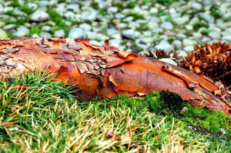 Tree trunk abstract. stock photo. Image of forest, tree - 121514278