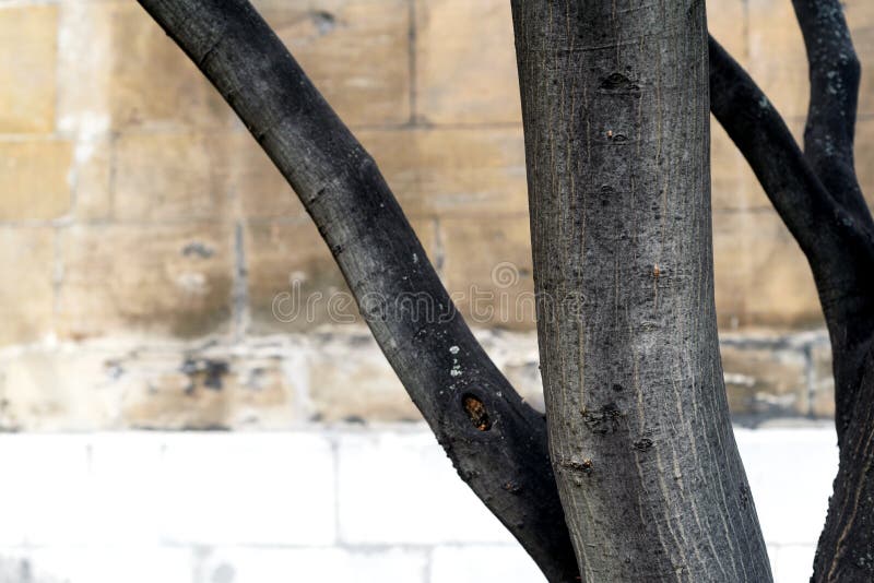 Tree Trunk Abstract and Wall Stock Photo - Image of rough, plaster ...