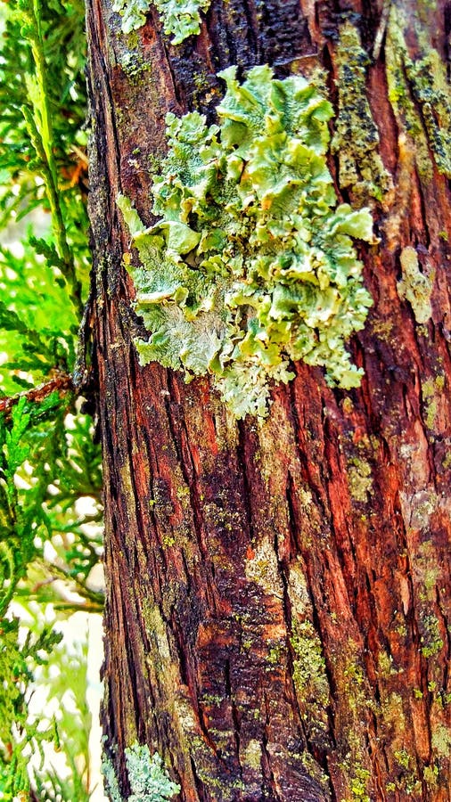 Trunk of an Ancient Macrocarpa Tree, Christchurch Botanic Gardens, NZ ...