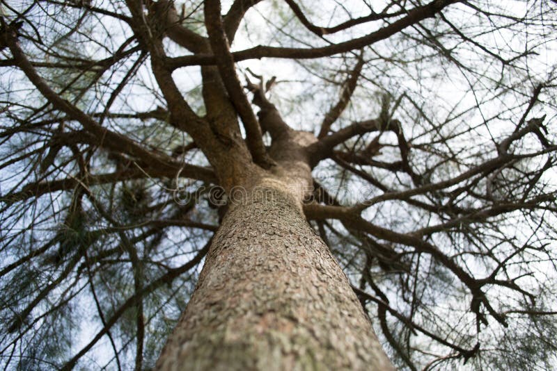 Tree Trunk, Angle Up Taken from Below. Stock Image - Image of green ...