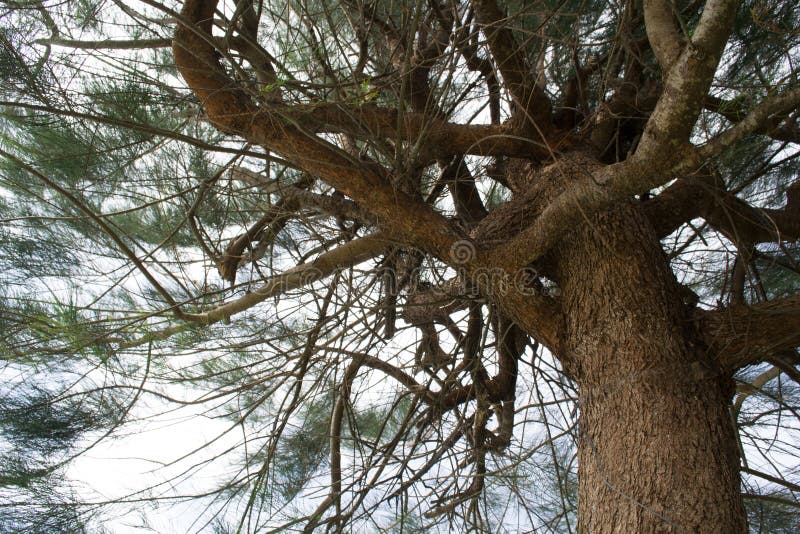 Tree Trunk, Angle Up Taken from Below. Stock Photo - Image of wood ...