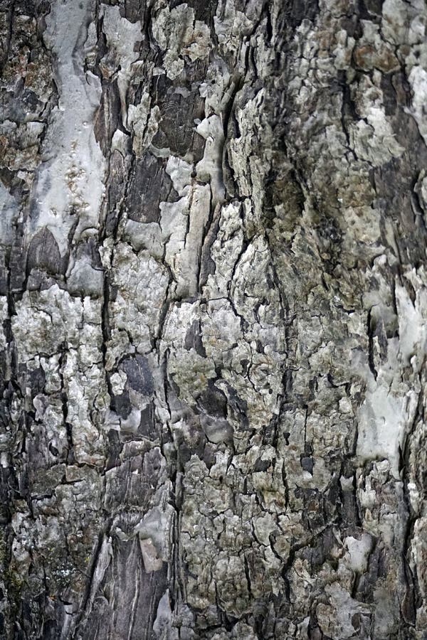 Tree Trunk. Apple Tree. the Surface Texture of the Bark of a Plant ...