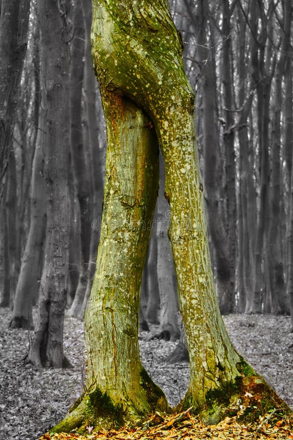 Tree Trunk As Human Legs , Magic Tree Stock Photo - Image of yellow ...
