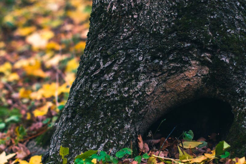Tree Trunk in Autumn Forest Background Nature. Stock Photo - Image of ...