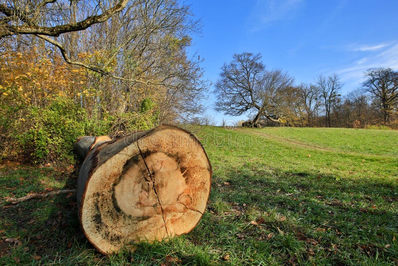 Tree Trunk in Autumn Landscape Stock Photo - Image of fall, trunk: 35208954