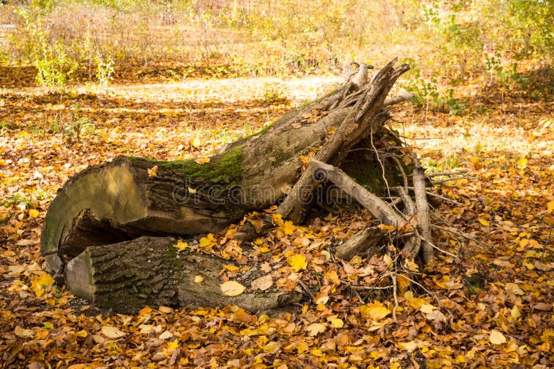 Tree Trunk in Autumn Leaves Stock Photo - Image of autumnal, tree: 47541606
