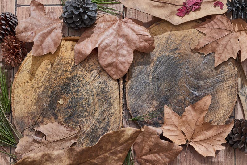 Trunk with Leaves and Pine Cone Stock Photo - Image of design, autumn ...