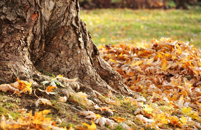 Tree Trunk and Autumn Leaves Stock Photo - Image of gold, outside: 35142030