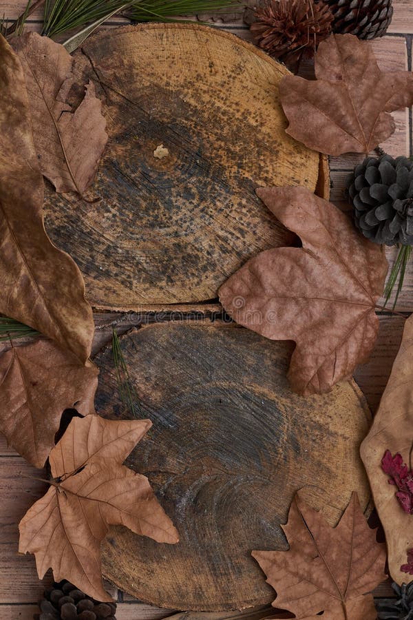 Trunk with Leaves and Pine Cone Stock Image - Image of copy, break ...