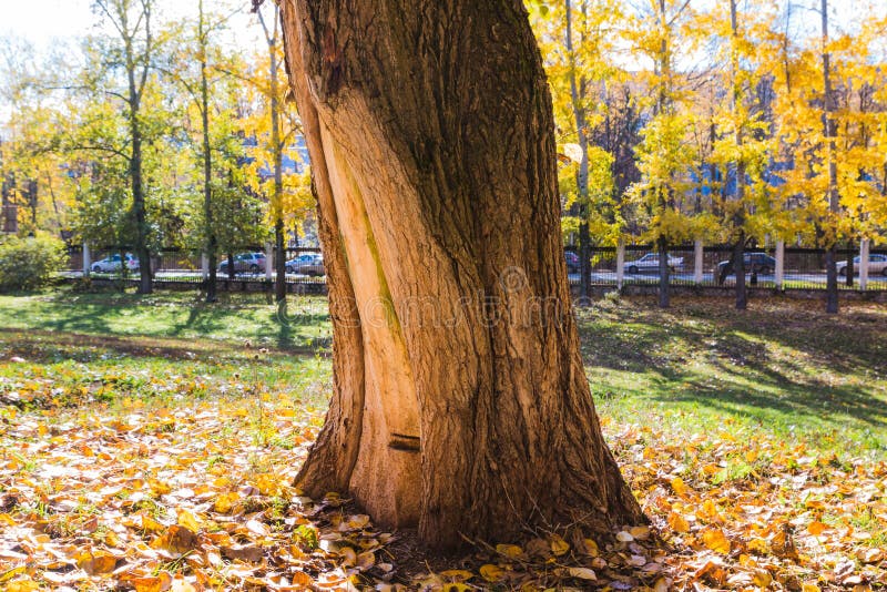 Tree Trunk in the Autumn Park Stock Image - Image of pine, reserve ...