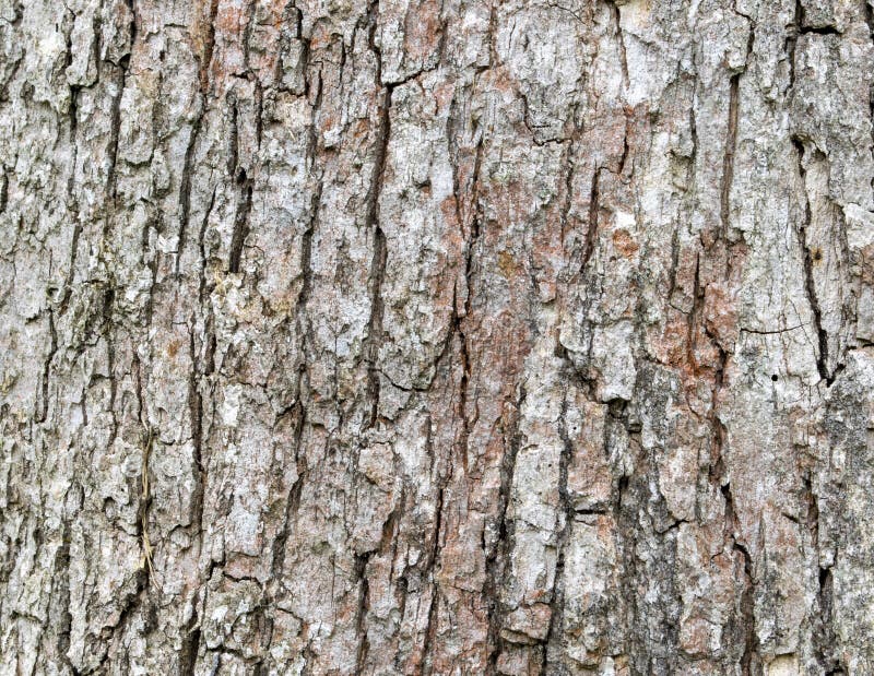 Tree Trunk Background stock image. Image of environment - 255040387