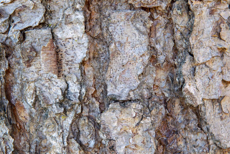 Tree Trunk Background stock photo. Image of trunk, aging - 262217468