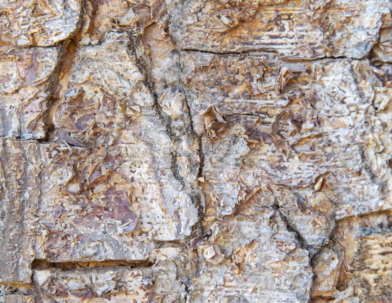 Tree Trunk Background stock image. Image of environment - 262217477