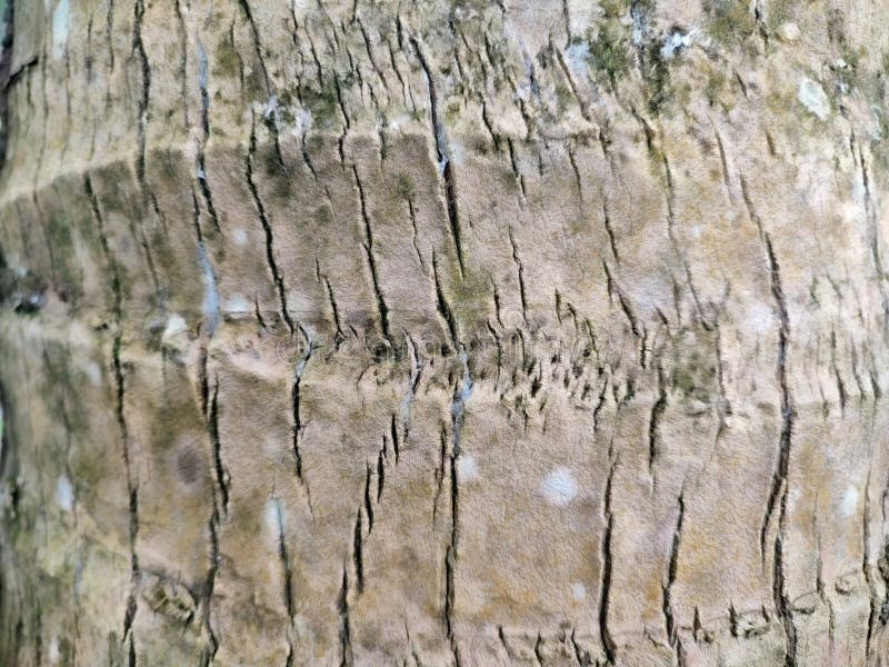 Tree Trunk Background. Coconut Tree Trunk Stock Image - Image of ...