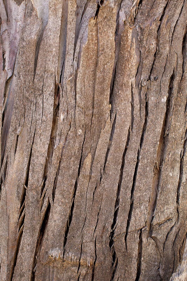Tree trunk background stock image. Image of nature, close - 81201965