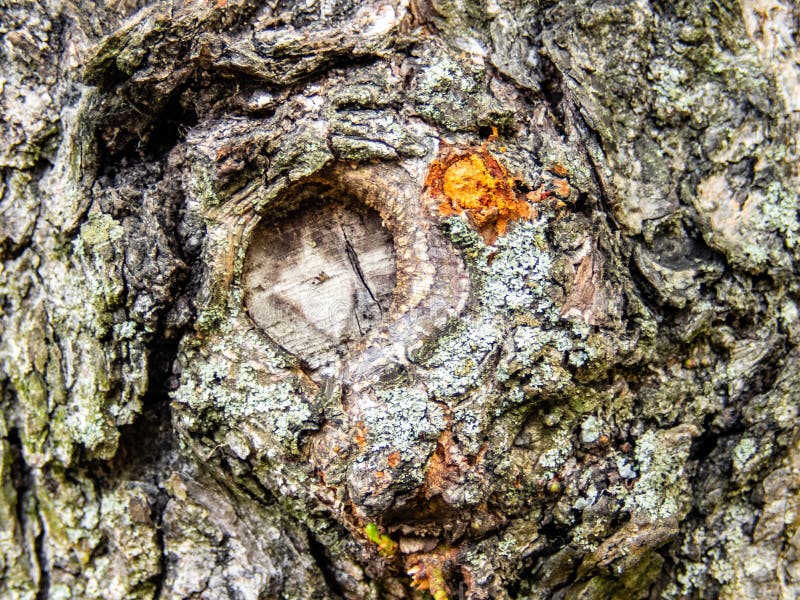 Tree Trunk Background. Pattern of Tree Trunk. Embossed Texture of the ...