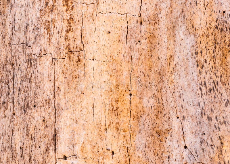 Tree trunk Background stock image. Image of tree, abstract - 39677905