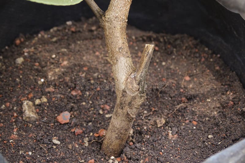 Tree trunk on the bag stock photo. Image of closeup - 230447098