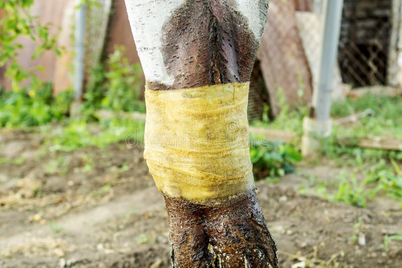 Tree Trunk with the Bandage Impregnated with Tar. Protection Against ...