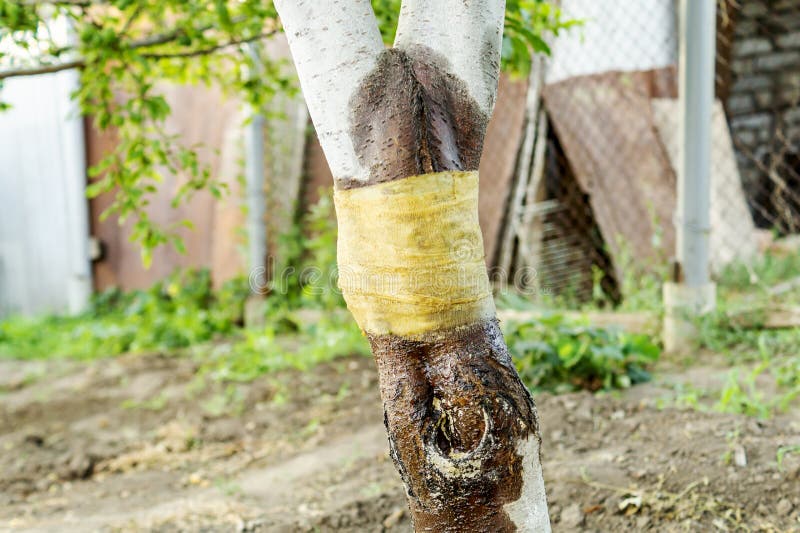Tree Trunk with the Bandage Impregnated with Tar. Protection Against ...