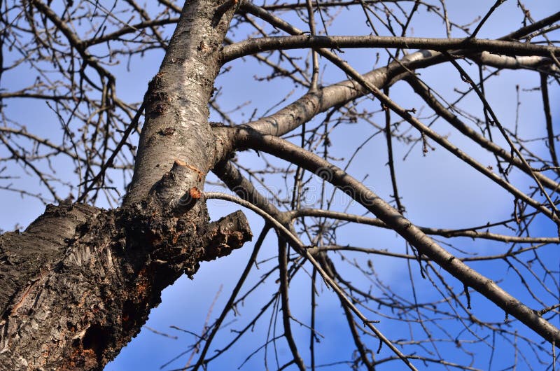 Cherry tree trunk stock image. Image of tree, nature - 84351695