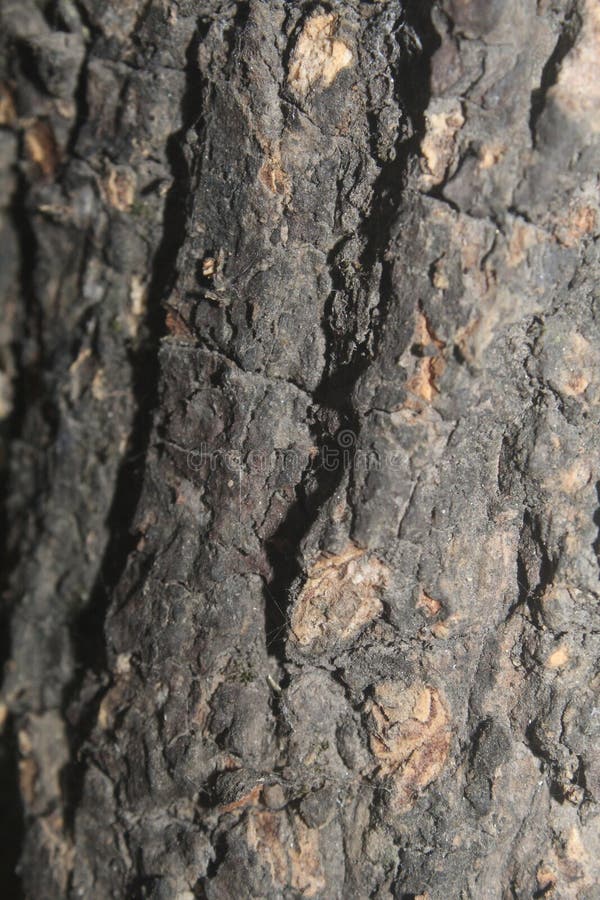 Tree trunk bark stock photo. Image of trunk, wall, tree - 270749676