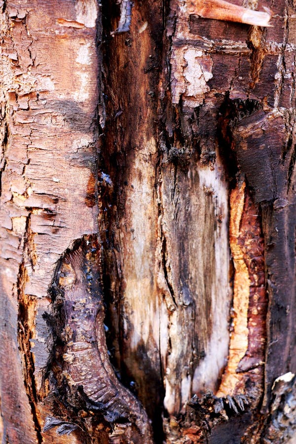 Tree Trunk without Bark. Background Stock Photo - Image of nature ...