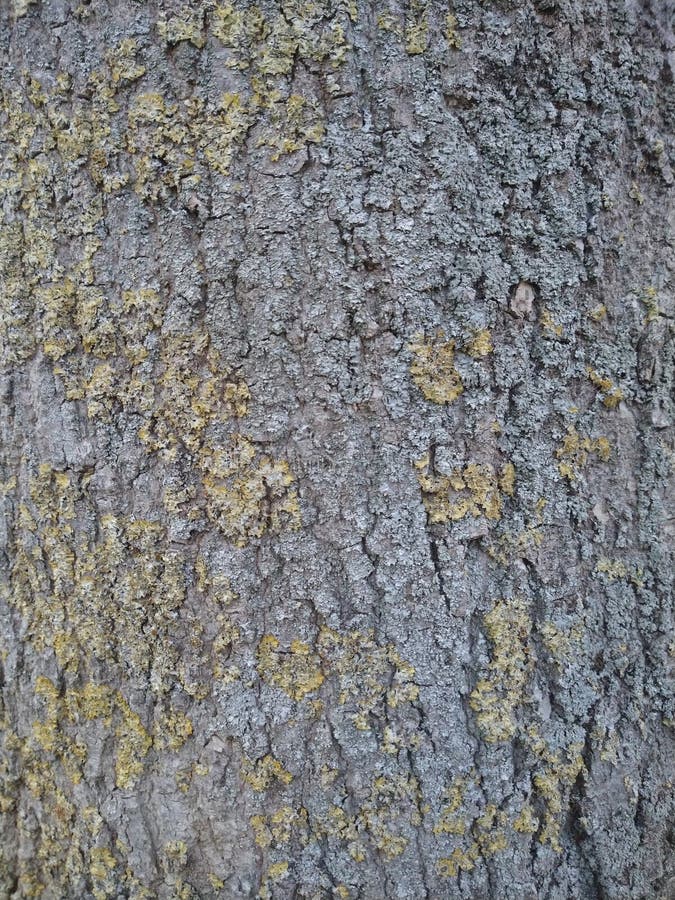 Tree Trunk Bark Background with Yellow, Brown and Gray Shades Stock ...