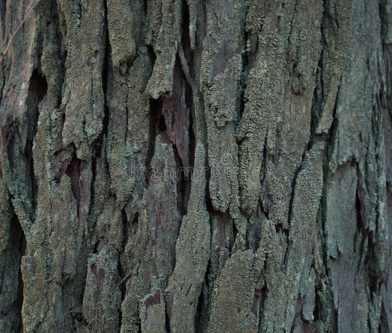 Tree trunk bark close-up stock image. Image of texture - 179471115