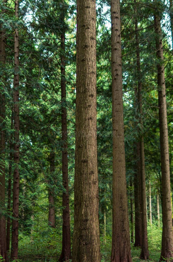 Tree Trunk Bark in a Forest. Close Up Shot, Shallow Depth of Field, No ...