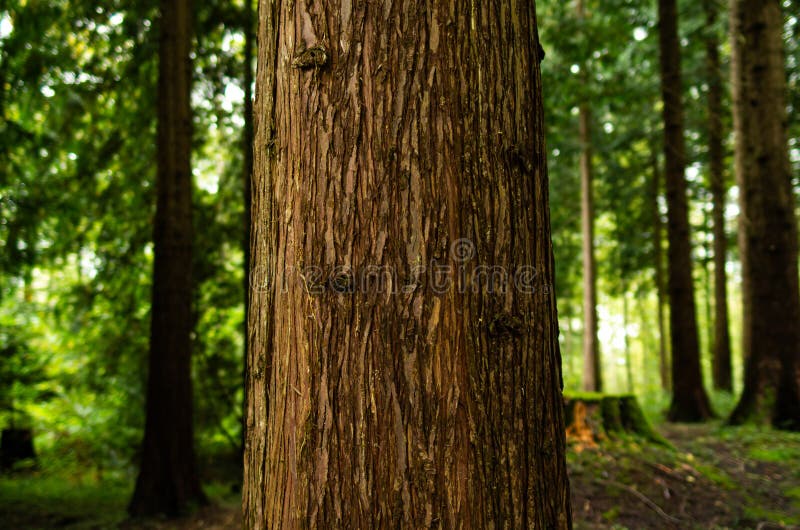 Tree Trunk Bark in a Forest. Close Up Shot, Shallow Depth of Field, No ...