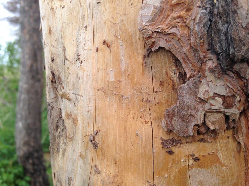 The Tree Trunk without Bark in a Forest Stock Photo - Image of ...