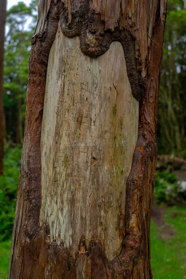 Tree Trunk without Bark Part in Oval Shape Stock Photo - Image of shape ...