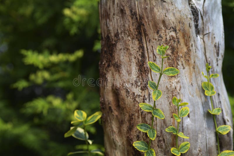 Tree Trunk without Bark, with Plant in Front and Green Nature on the ...