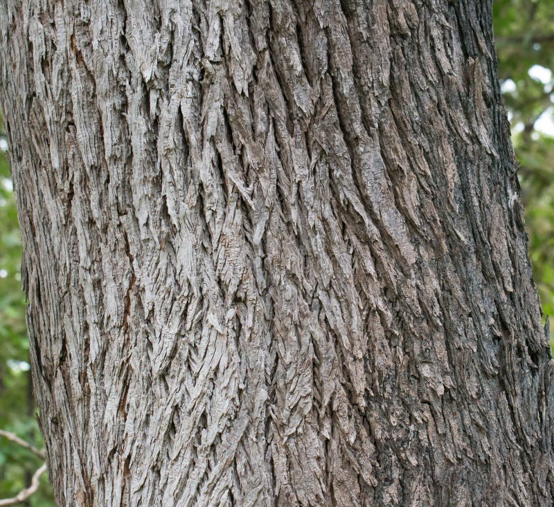 Tree Trunk Bark Pattern Texture Stock Image - Image of tree, texture ...