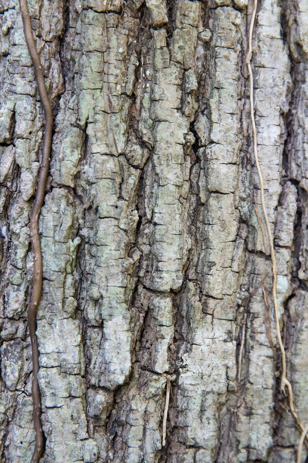 Tree trunk bark texture stock photo. Image of board, forest - 52511618