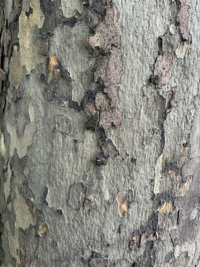 Tree Trunk Bark Texture Close-up Stock Image - Image of detail, close ...