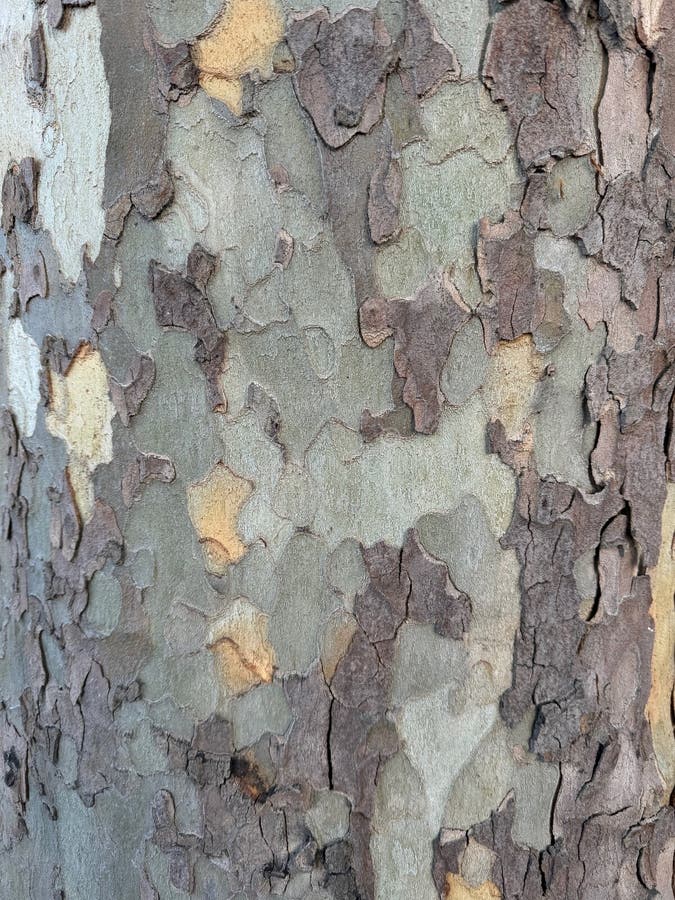 Tree Trunk Bark Texture Close-up Detail Stock Image - Image of branch ...