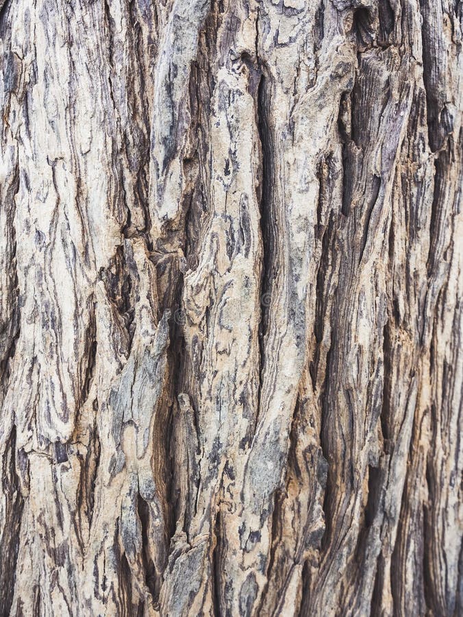 Tree Trunk Bark Texture Wooden Surface Nature Background Stock Image ...