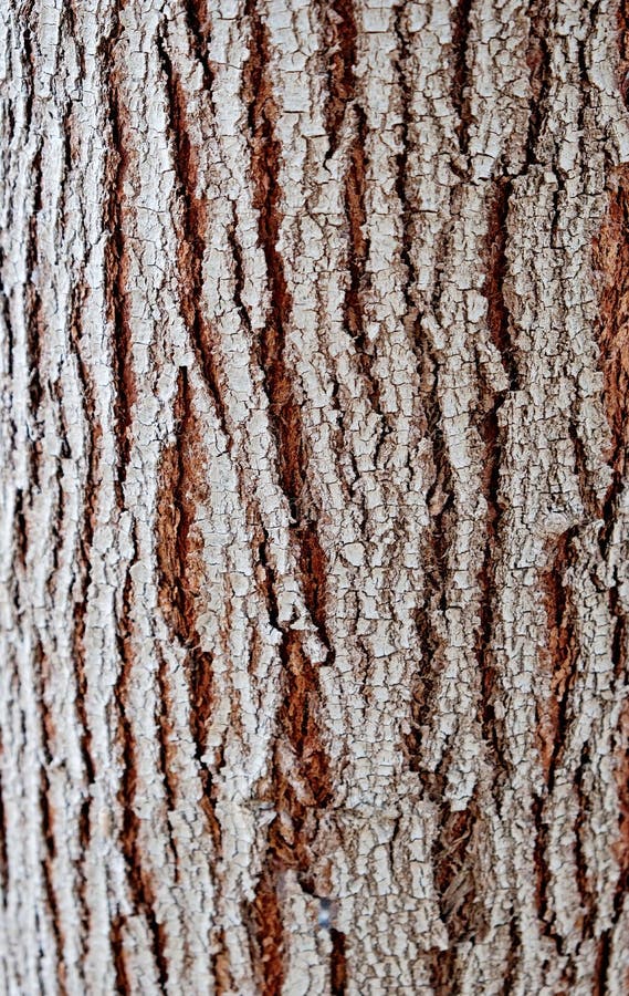 Tree Trunk. Bark of Tree. Texture Stock Image - Image of pattern ...